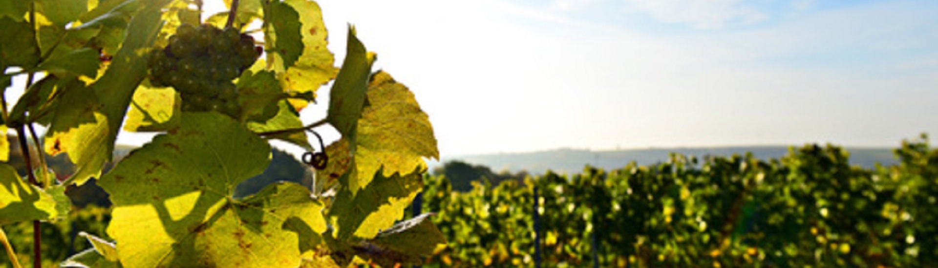 Triad Insurance Group – Insurance Services